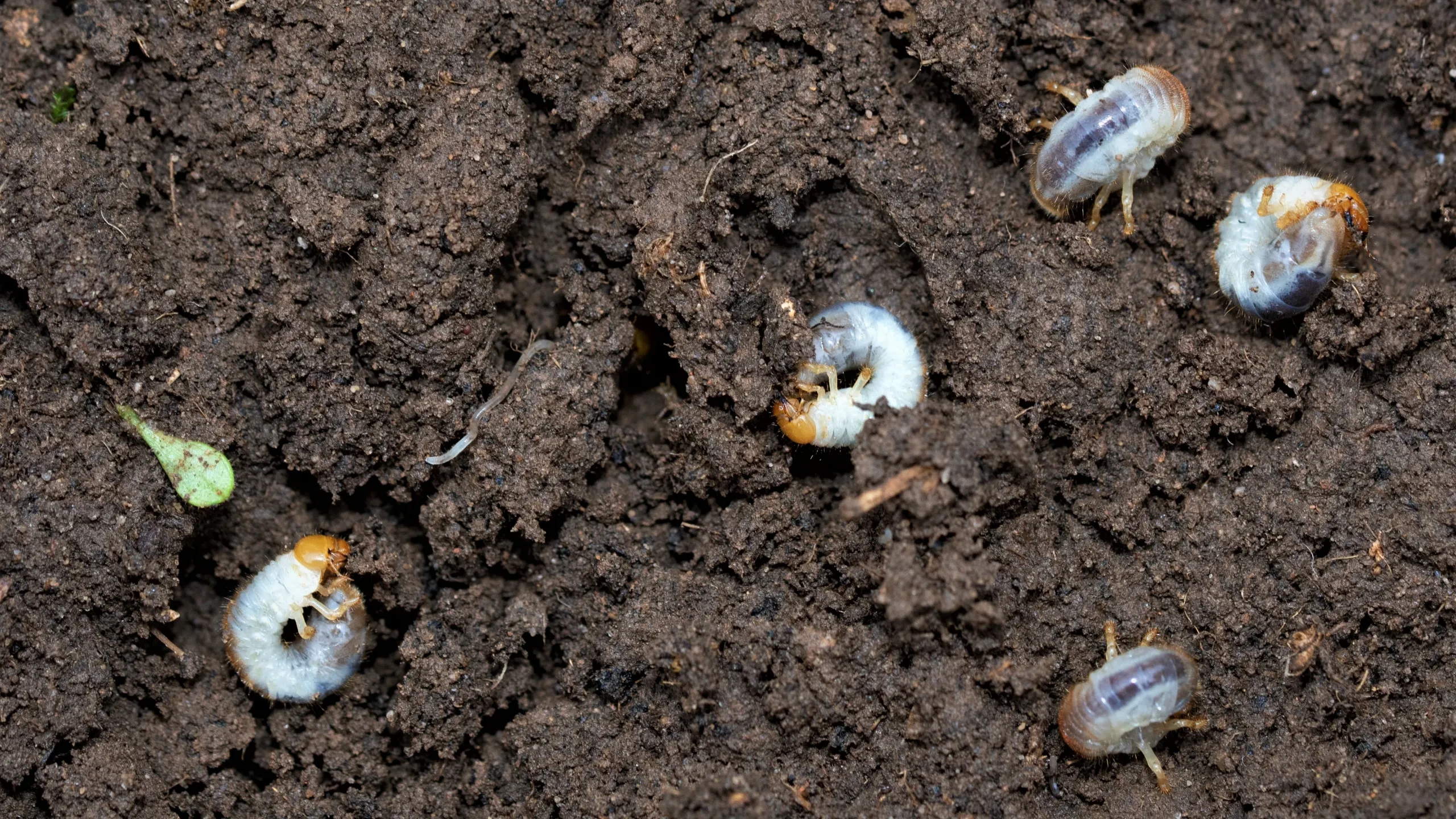 Grub Control Treatment Chafer Grub & Leatherjacket Lawn Protection ...