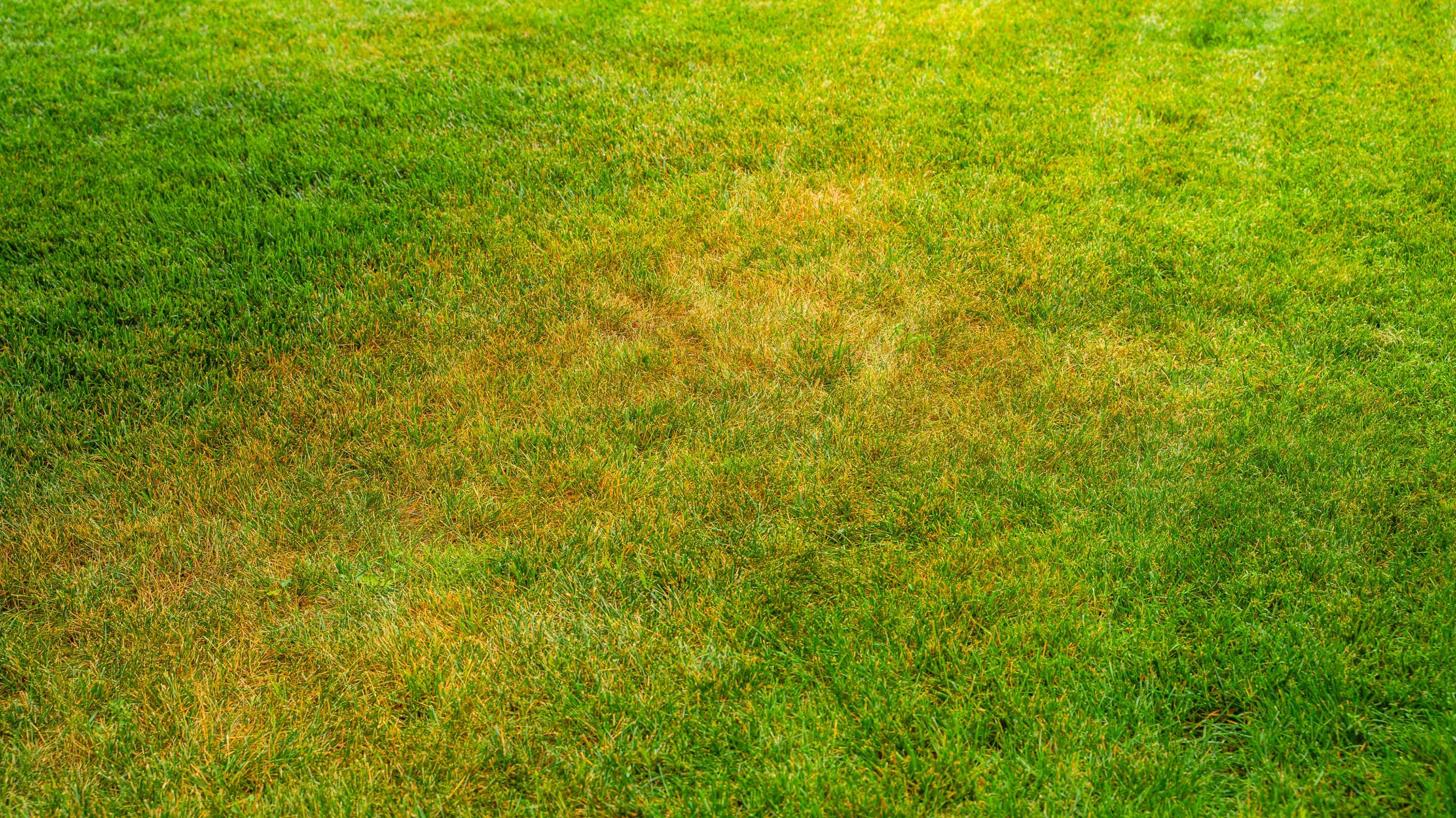 Yellow Grass Solutions: Fix Lawn Nutrient Deficiencies